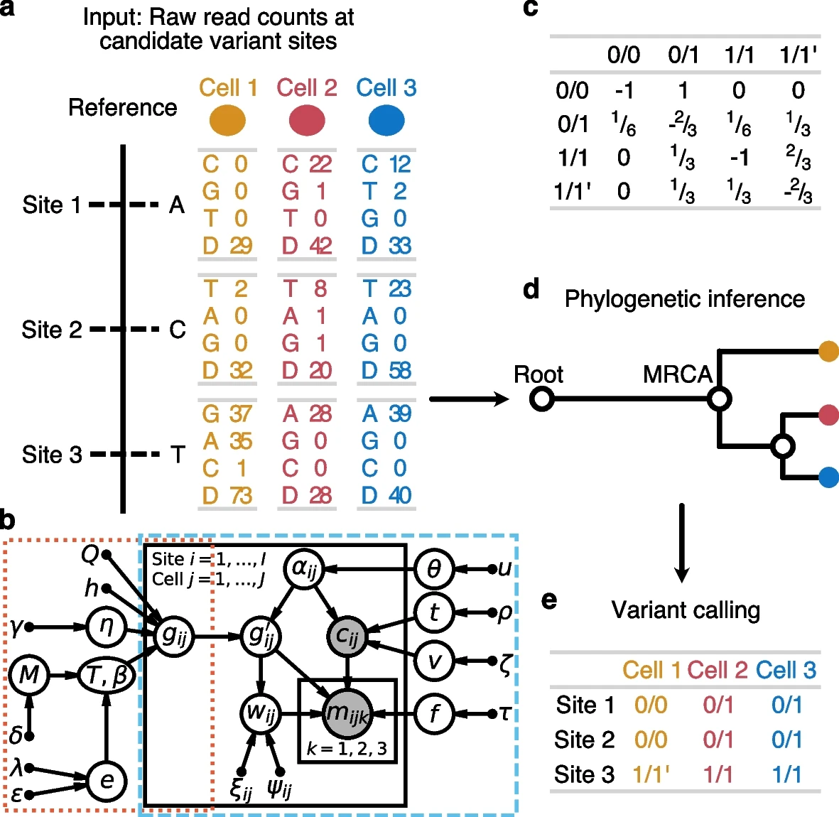 SIEVE: joint inference of single‑nucleotidevariants and cell phylogeny ...